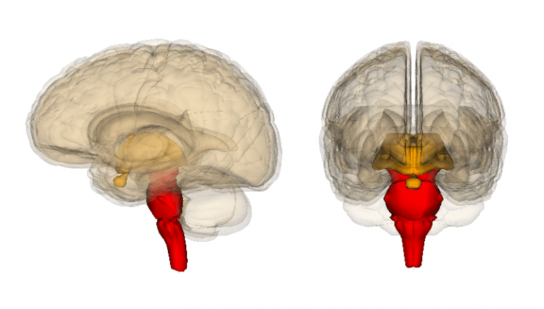 What Could Be Causing A Sensitive Brainstem? - Brisbane Headache ...